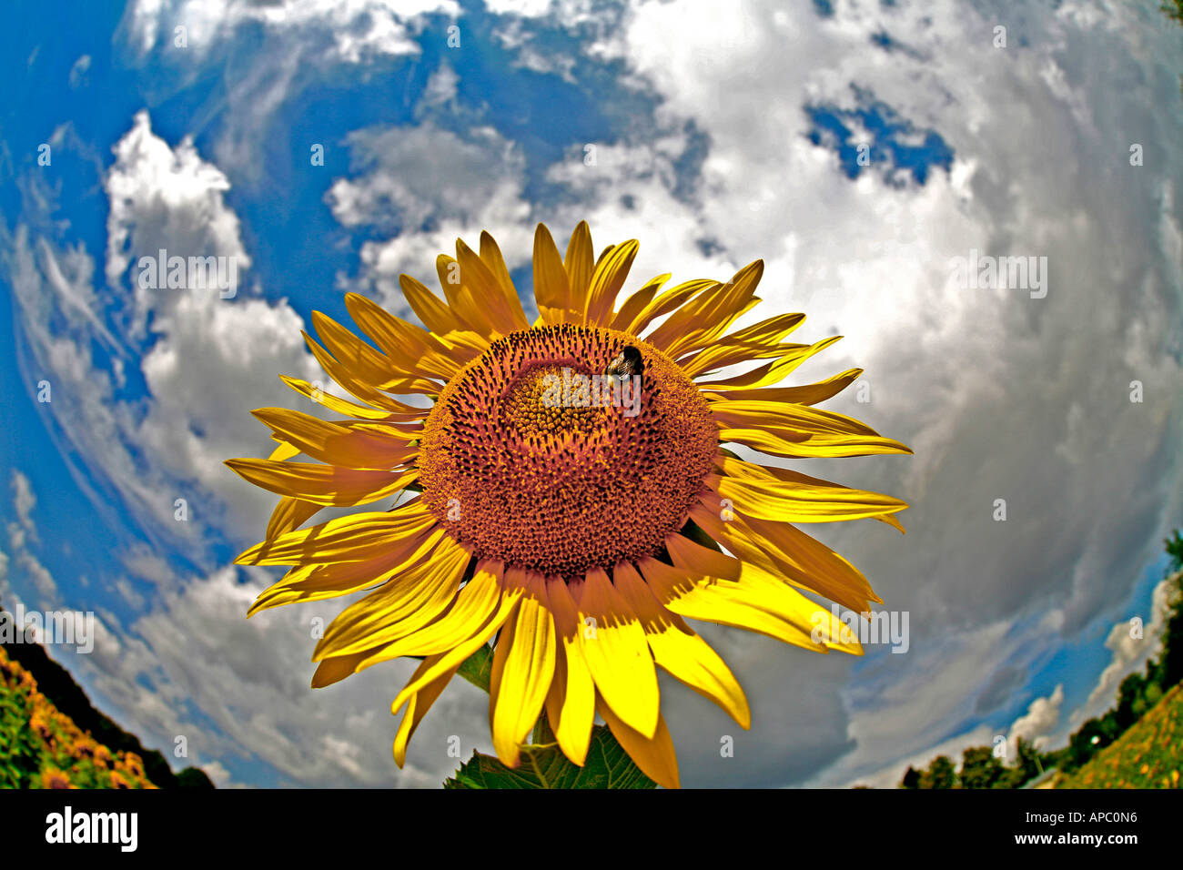 Sunflower and sky, distorted Stock Photo - Alamy