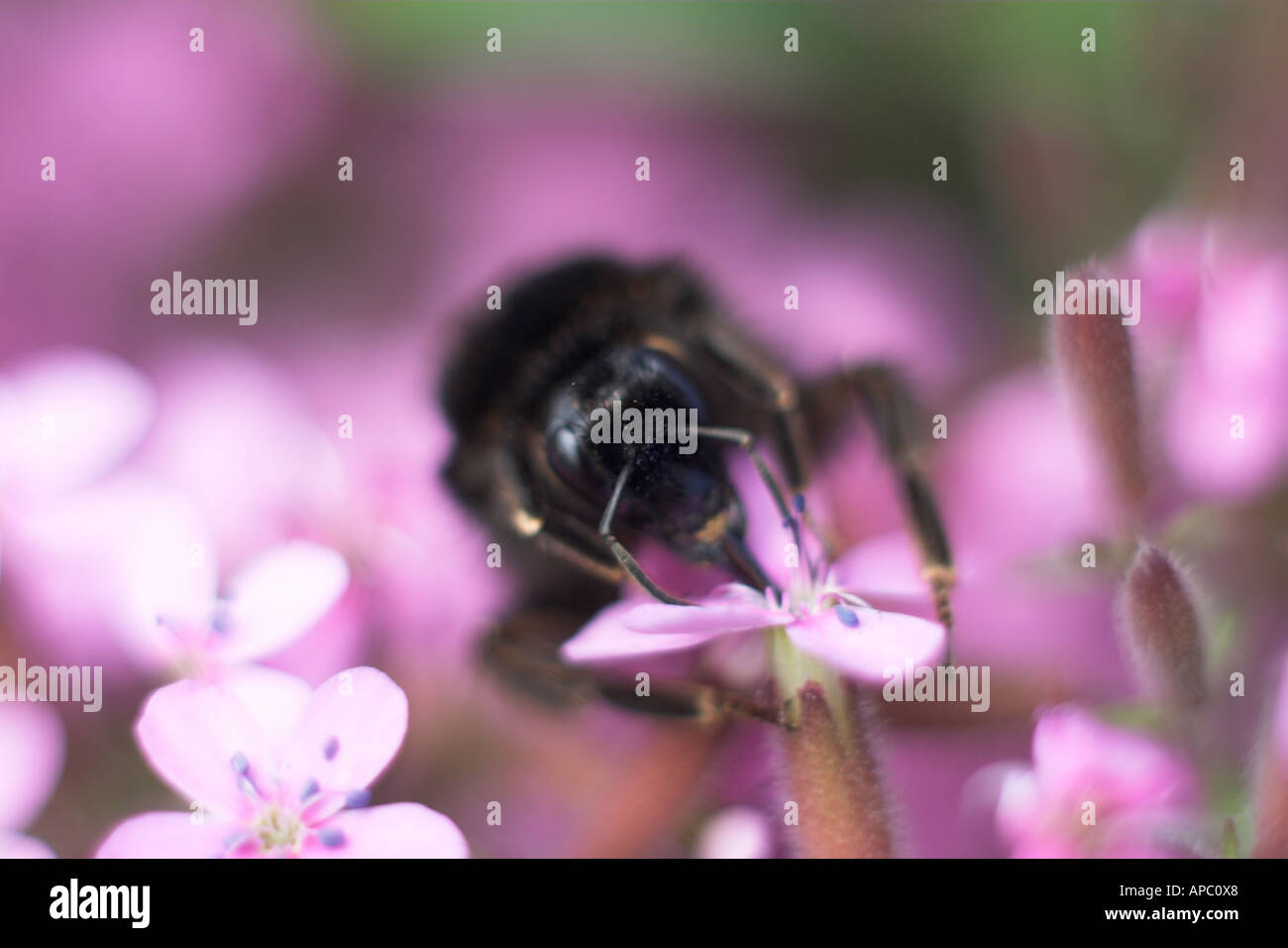 Bee drinking from pink flowers Stock Photo - Alamy