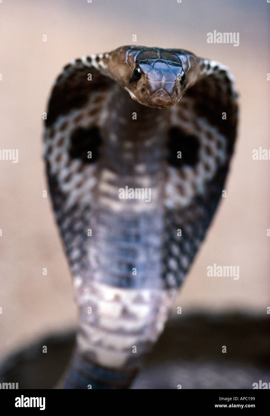 Venomous Snakes Of Sri Lanka High Resolution Stock Photography and ...