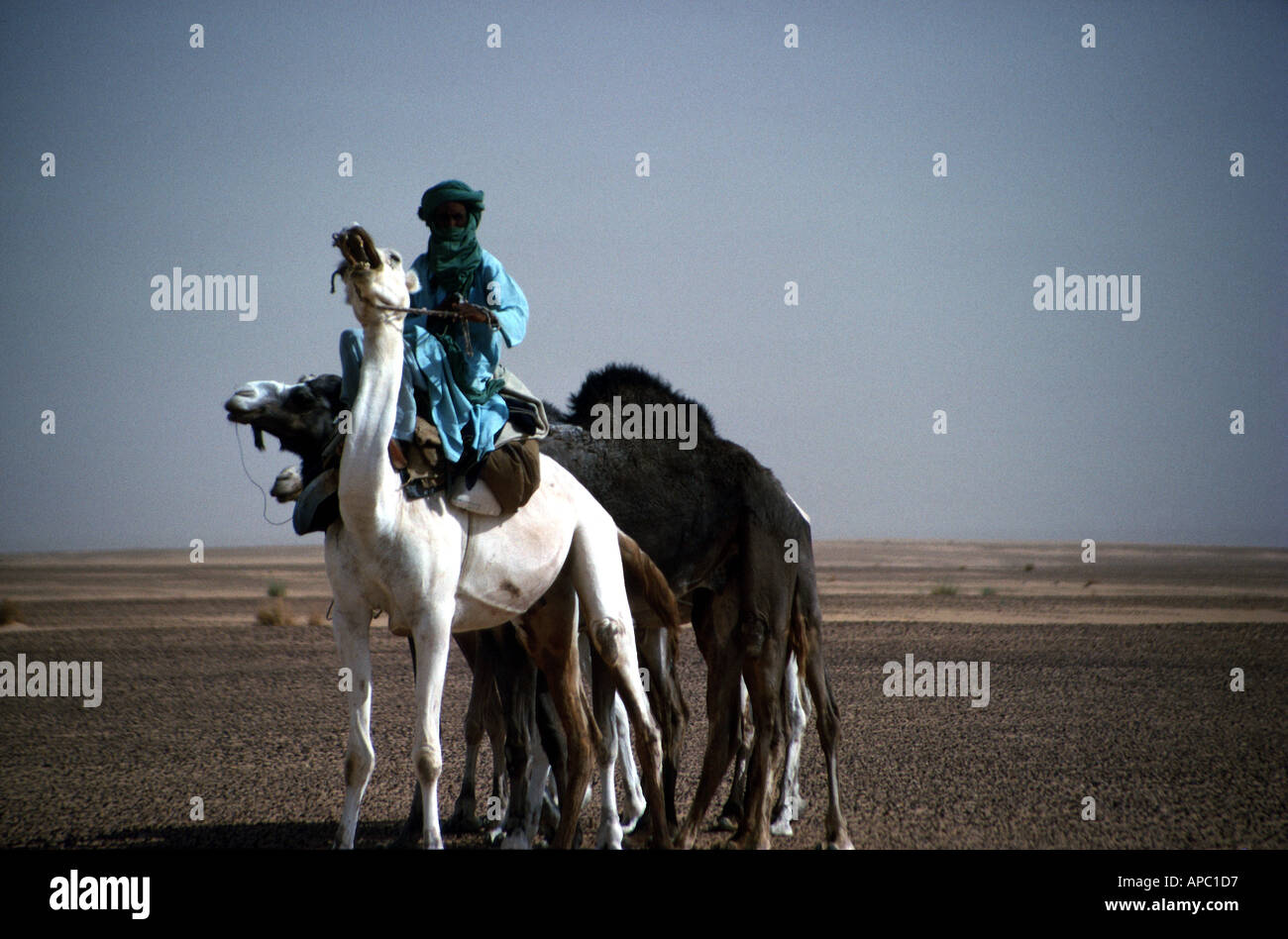 Tuareg Camel Train Sahara Desert High Resolution Stock Photography and ...