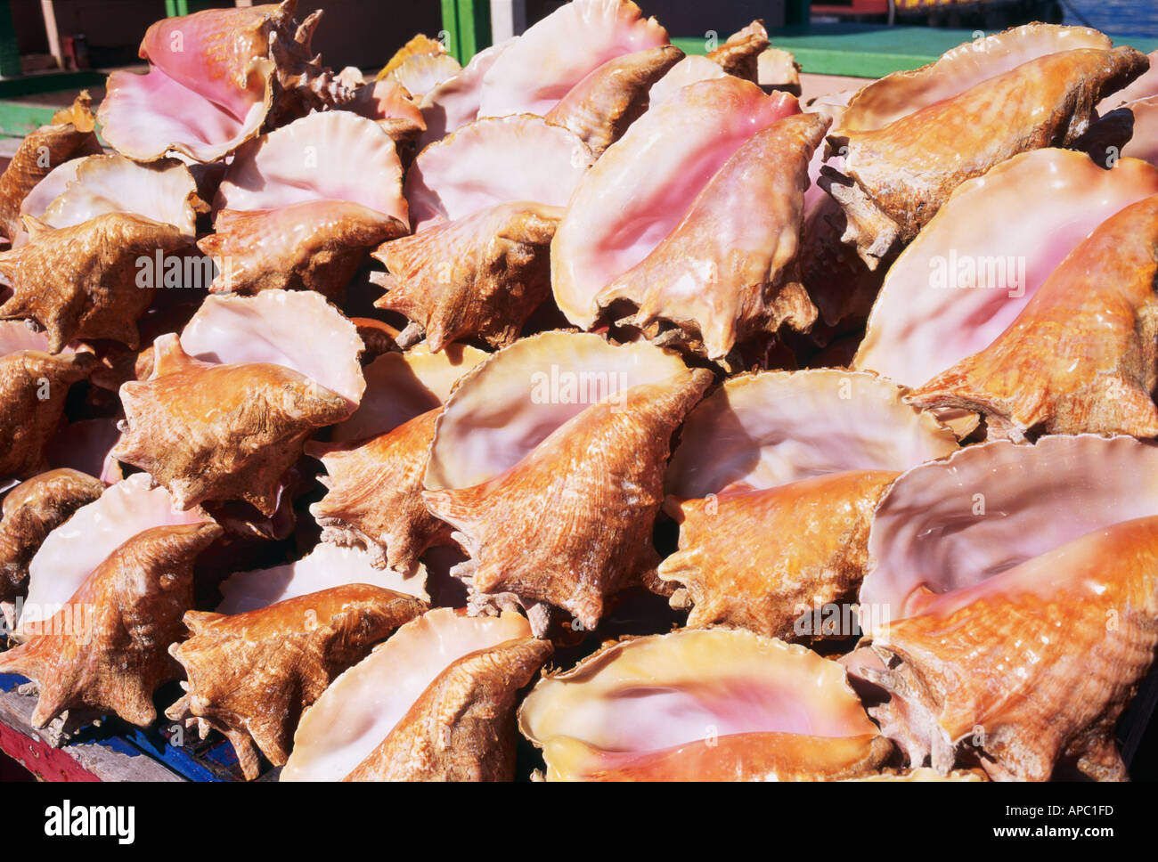 Conch Shells St Georges Grenada Caribbean Stock Photo - Alamy