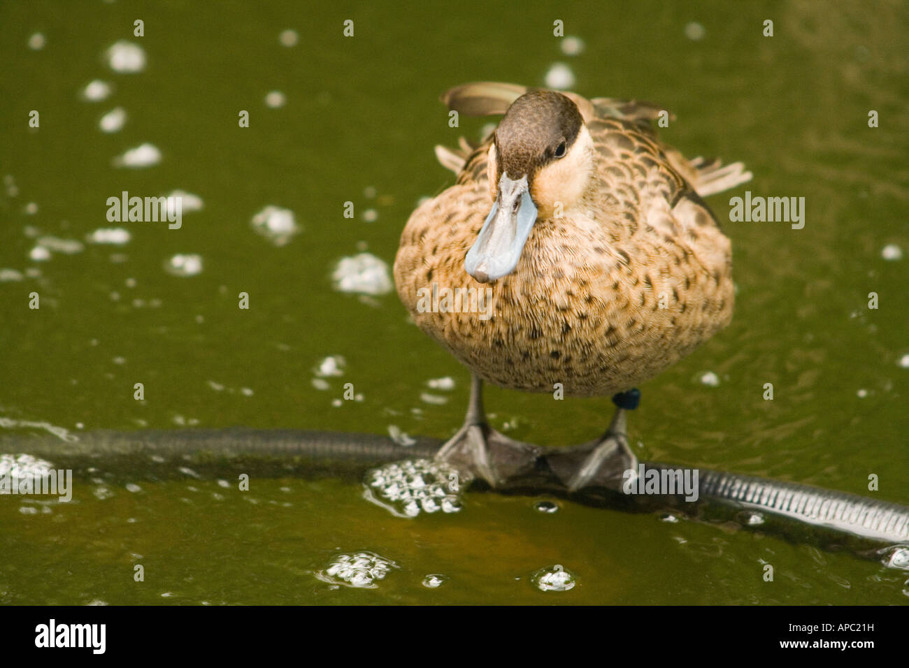 Ruddy Duck Oxyura Jamaicensis Stock Photo - Alamy