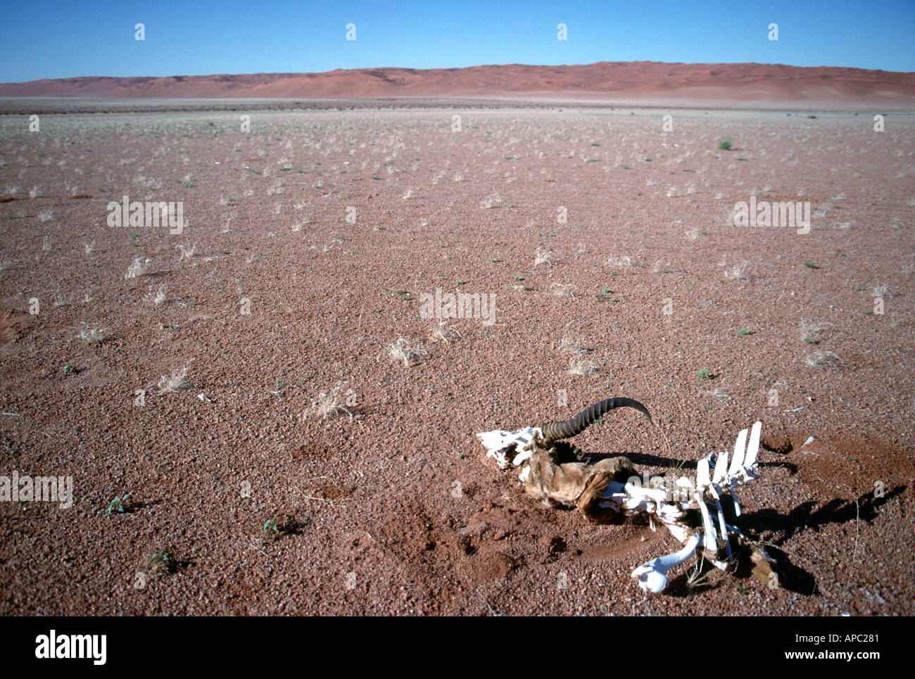 Springbok Skeleton Namib Desert Namibia Southern Africa Stock Photo - Alamy
