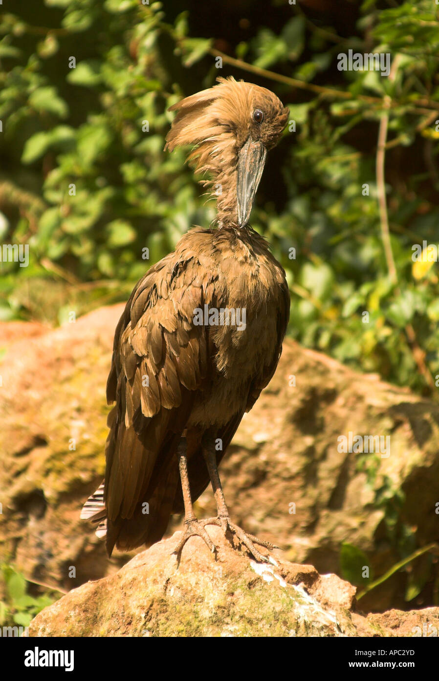 Hammer headed hi-res stock photography and images - Alamy
