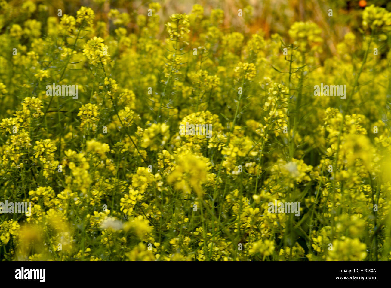 wild yellow flowers Cyprus Stock Photo - Alamy