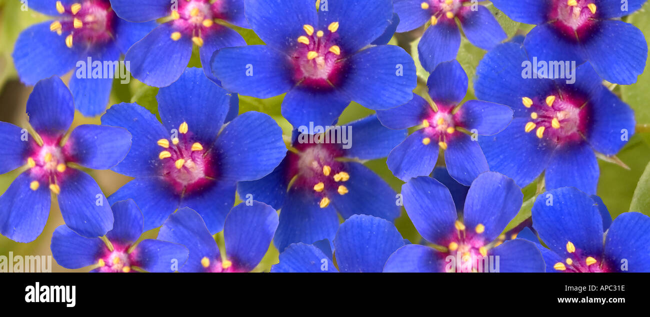 Flowers of Cyprus Stock Photo - Alamy