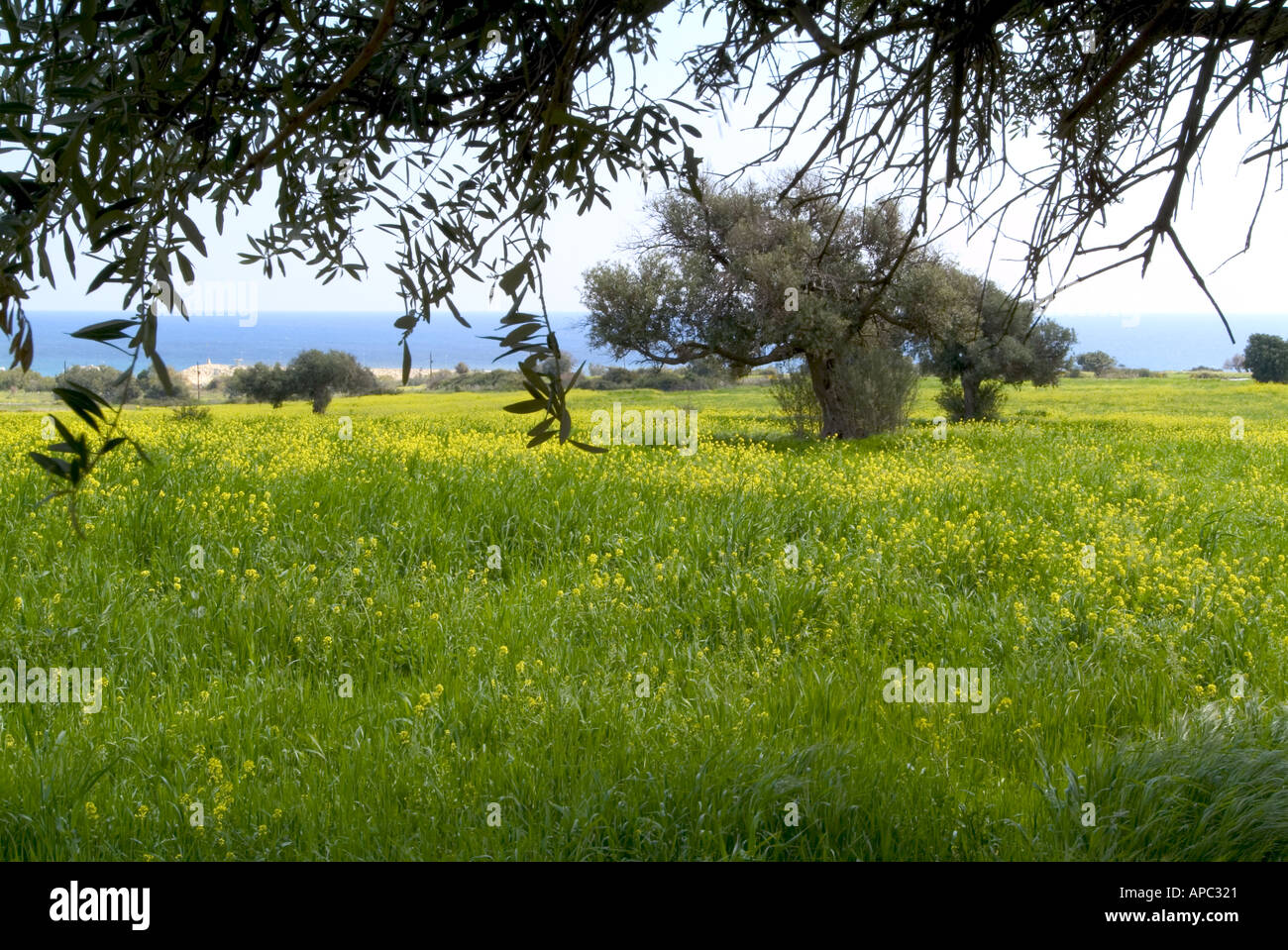 Olive Trees In Spring Cyprus High Resolution Stock Photography and ...