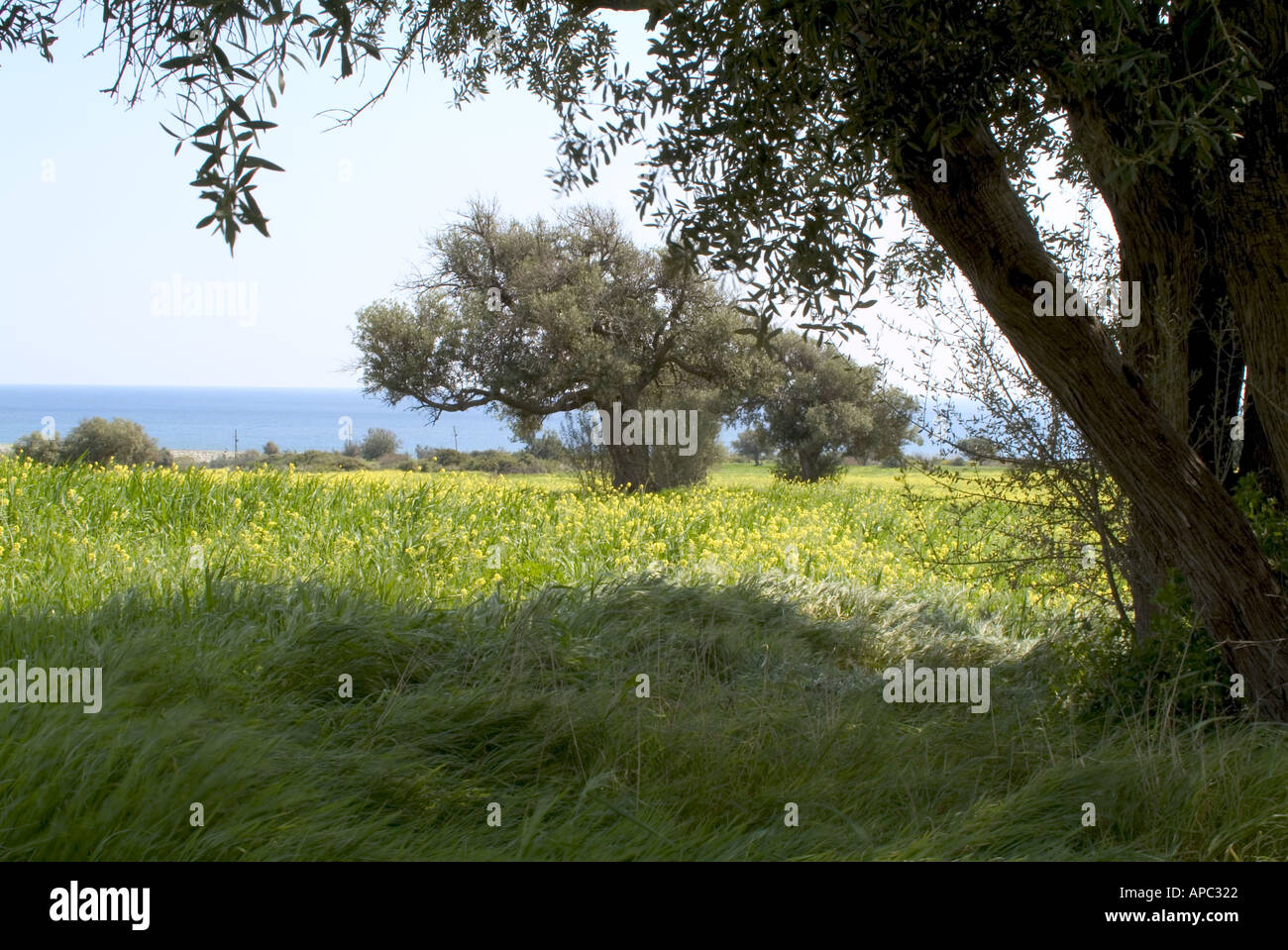 Olive grove in spring cyprus hi-res stock photography and images - Alamy
