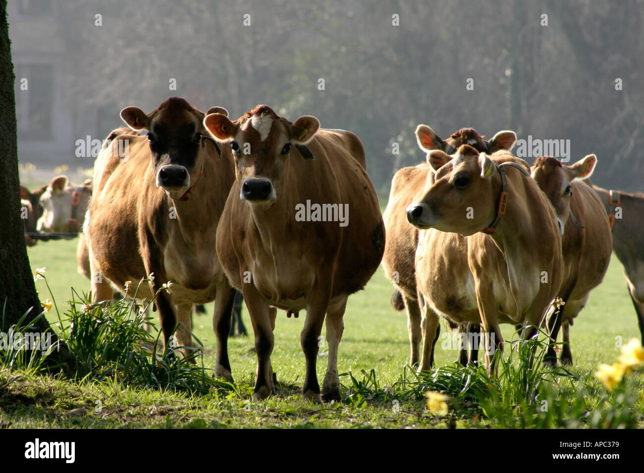 Jersey Cows Channel Islands UK Stock Photo - Alamy
