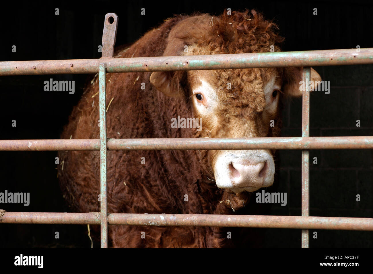 Cattle pen gate hi-res stock photography and images - Alamy