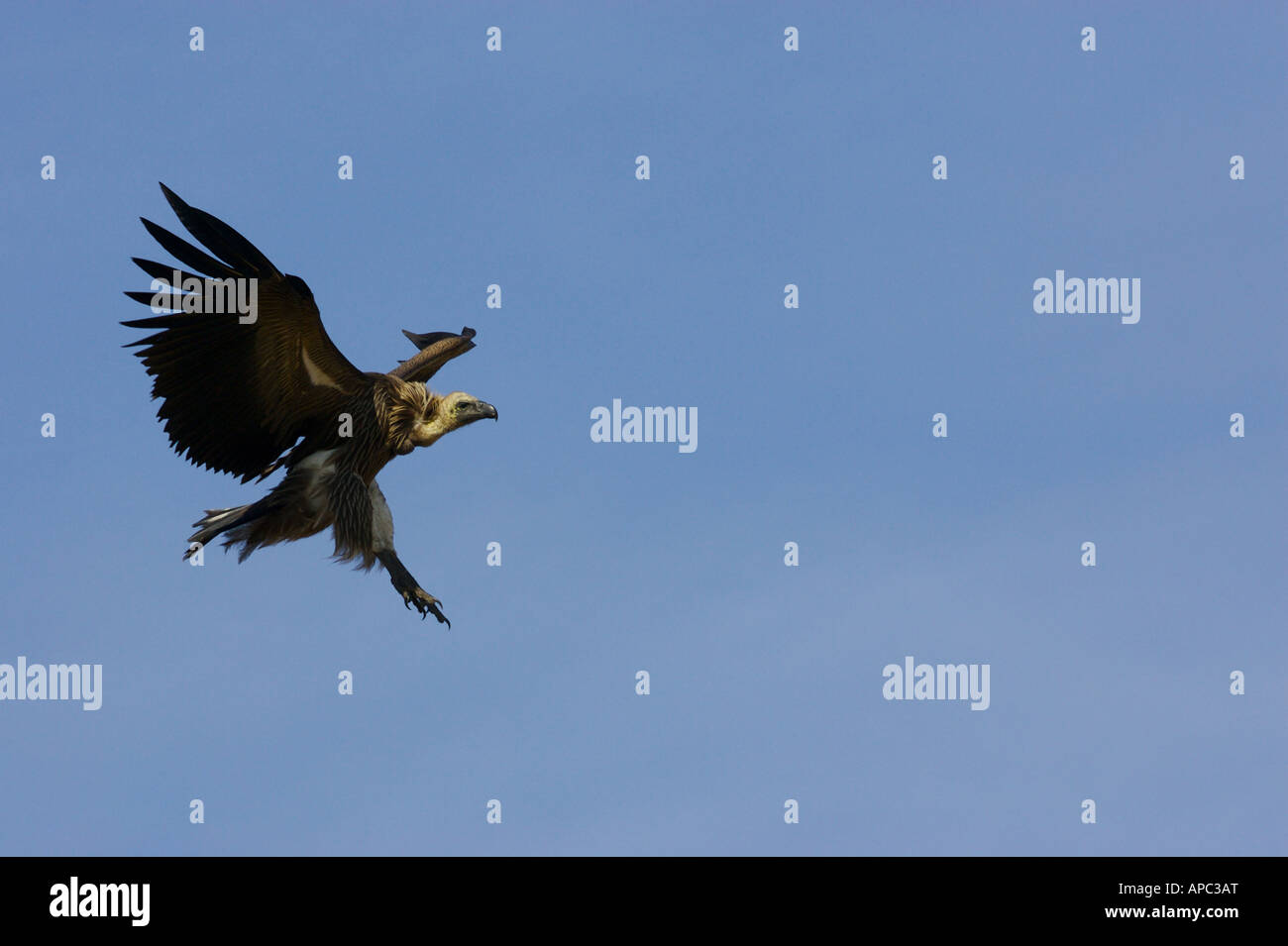 African vulcher hi-res stock photography and images - Alamy