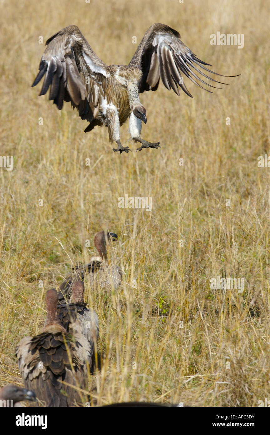 Vulchers hi-res stock photography and images - Alamy