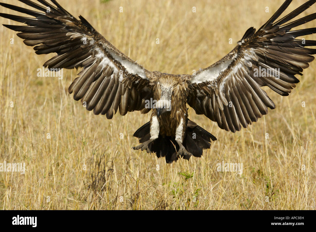 African vulcher hi-res stock photography and images - Alamy
