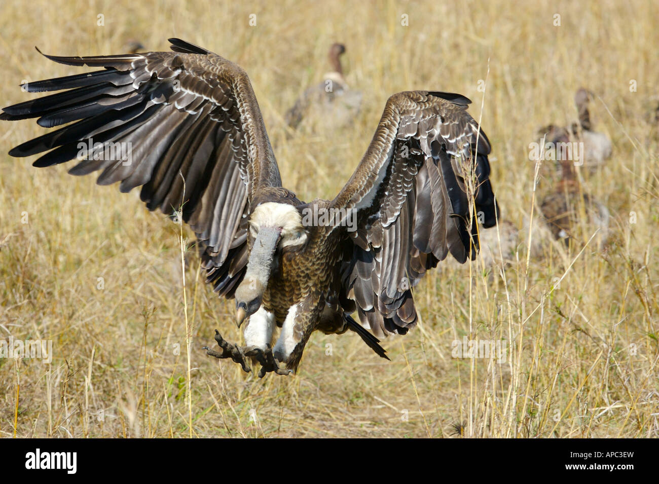 Vulchers hi-res stock photography and images - Alamy