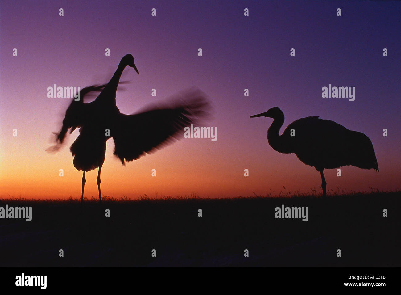 two crowned cranes China Stock Photo - Alamy