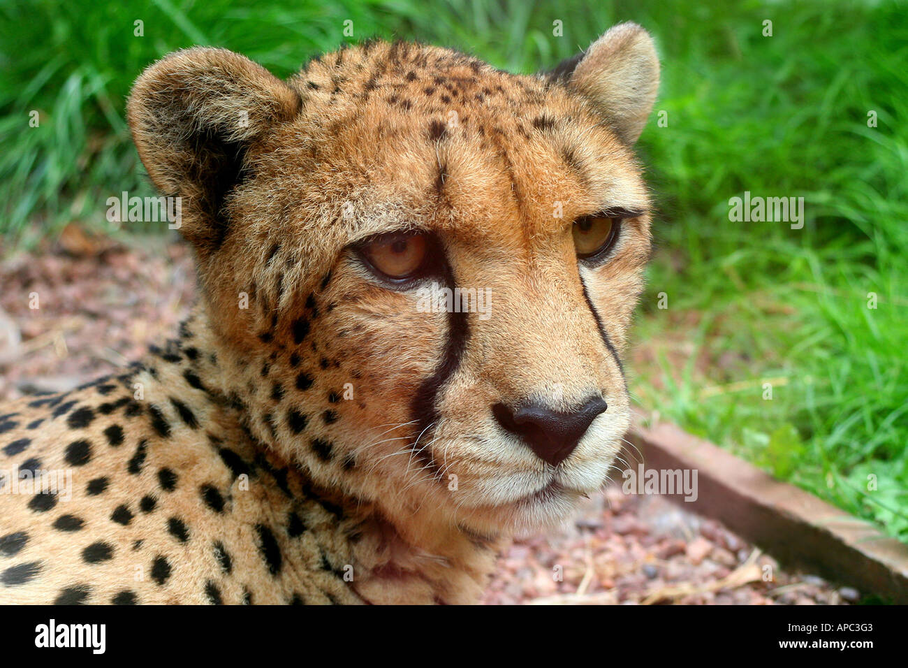 Cheetah headshot hi-res stock photography and images - Alamy