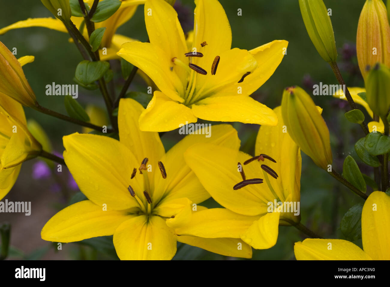 Bright yellow daylilies against green foliage Stock Photo - Alamy