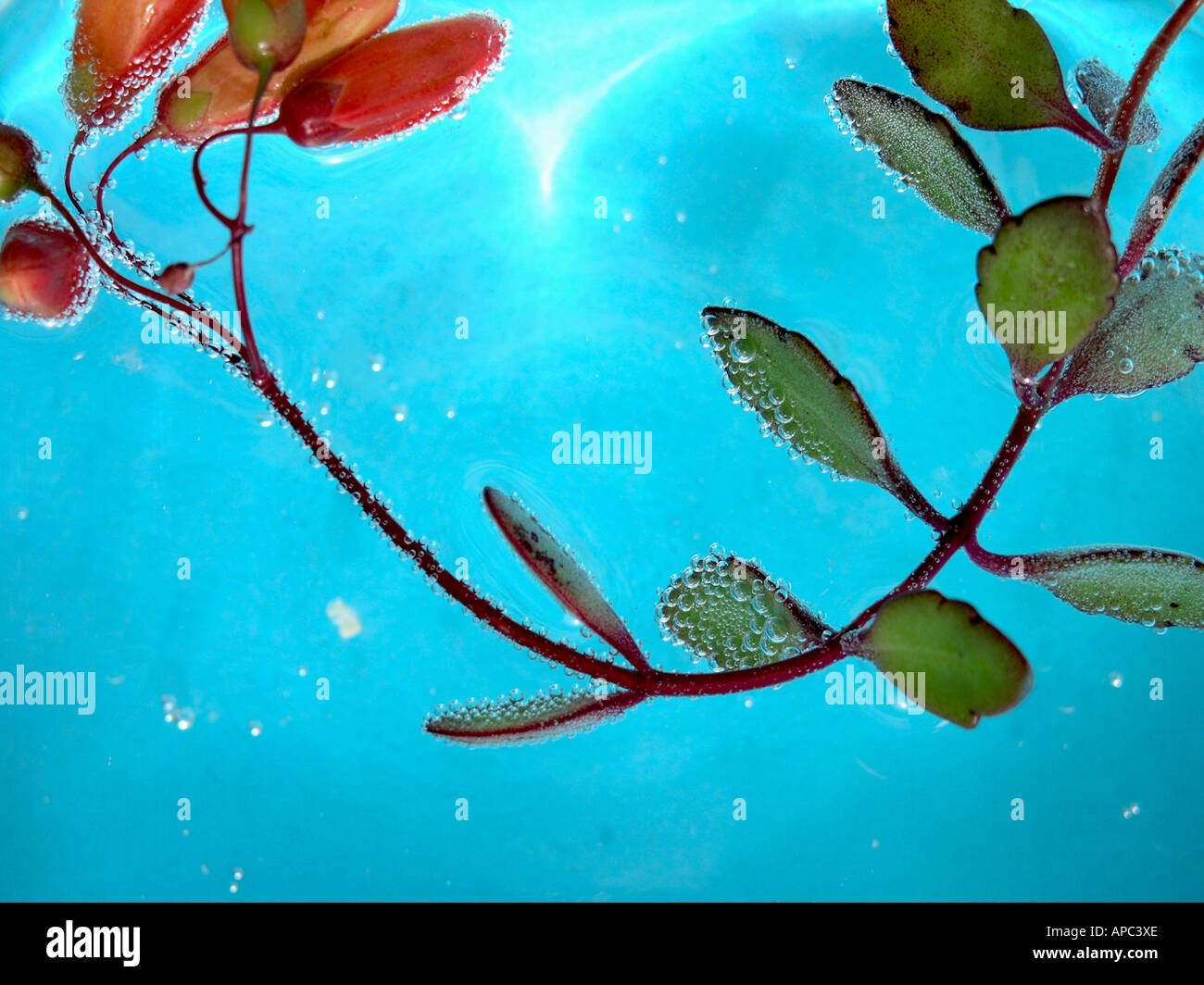 flower floating in the water Stock Photo - Alamy