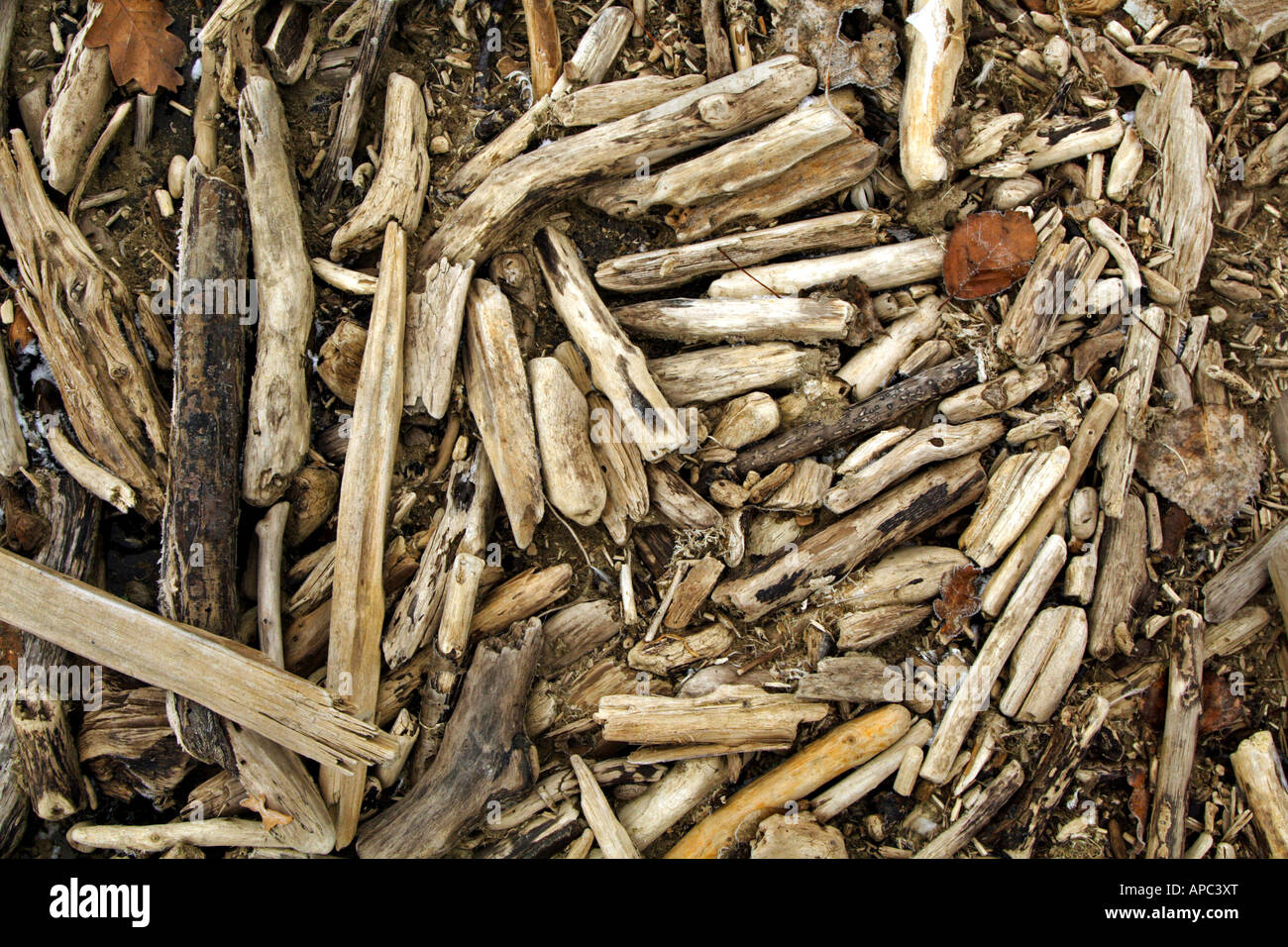 Pieces of wood washed ashore a lake Stock Photo - Alamy