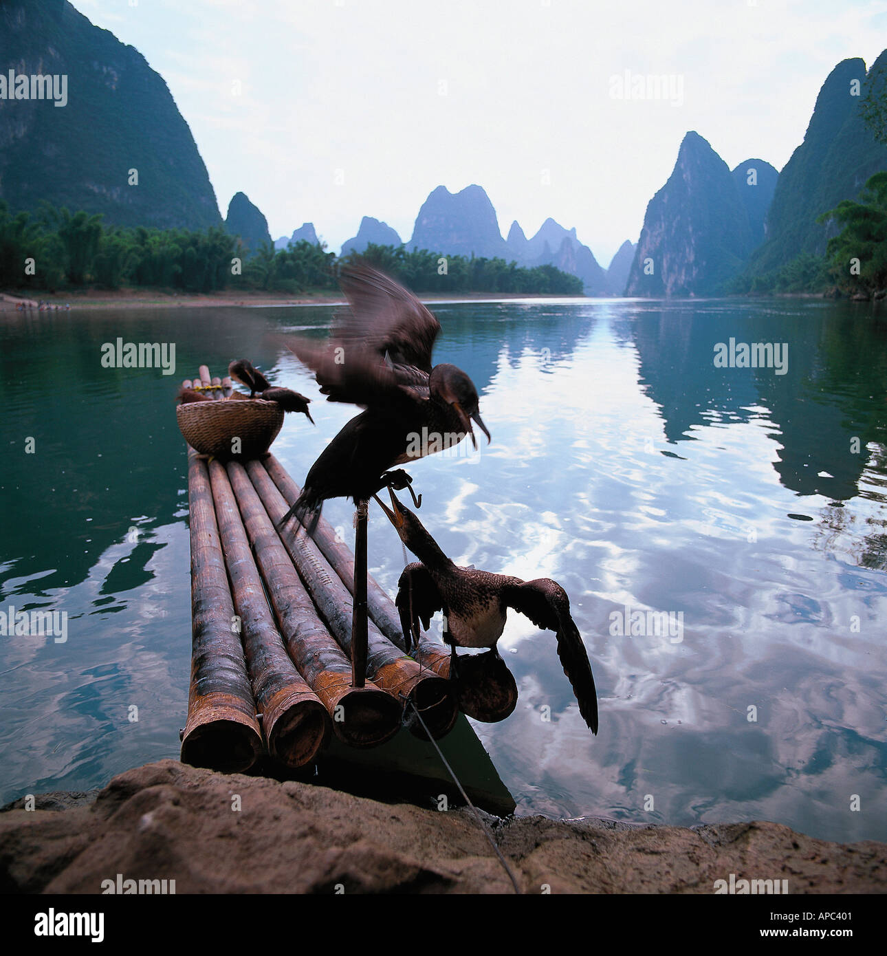 Chinese fishmen fishing with cormorant on River Li Guilin Stock Photo ...