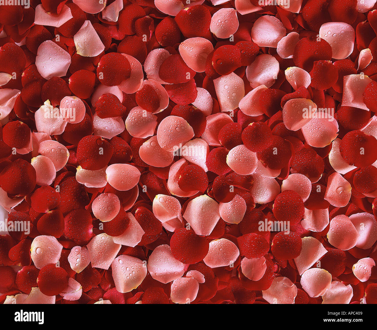 Rose pedal hi-res stock photography and images - Alamy