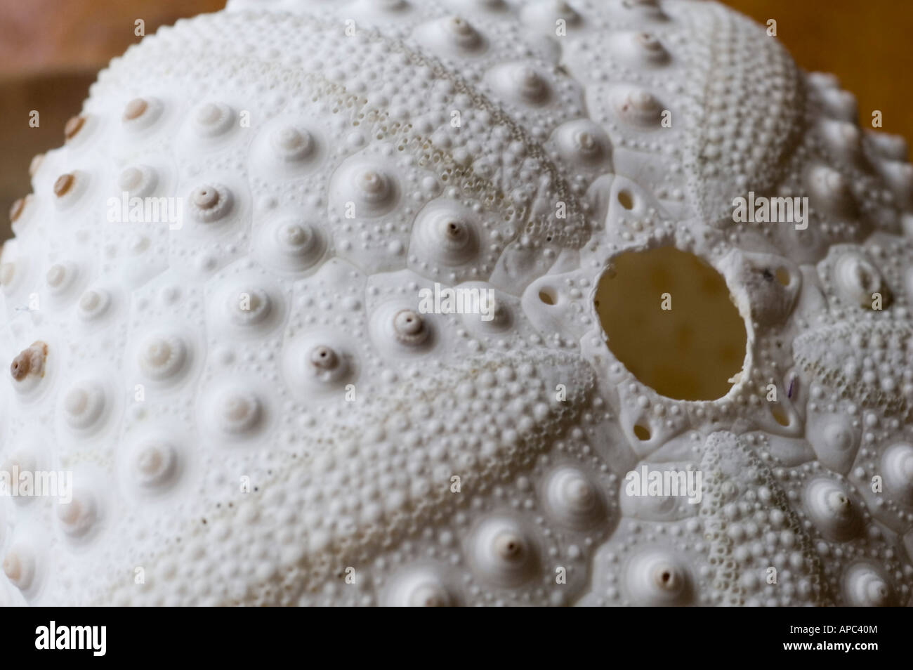 Sea urchin shell hi-res stock photography and images - Alamy