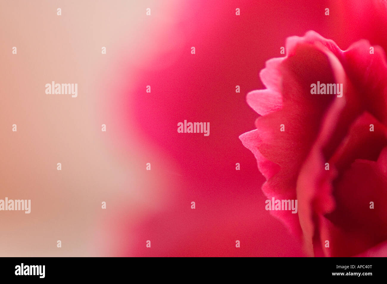 Pink carnation petals Stock Photo - Alamy