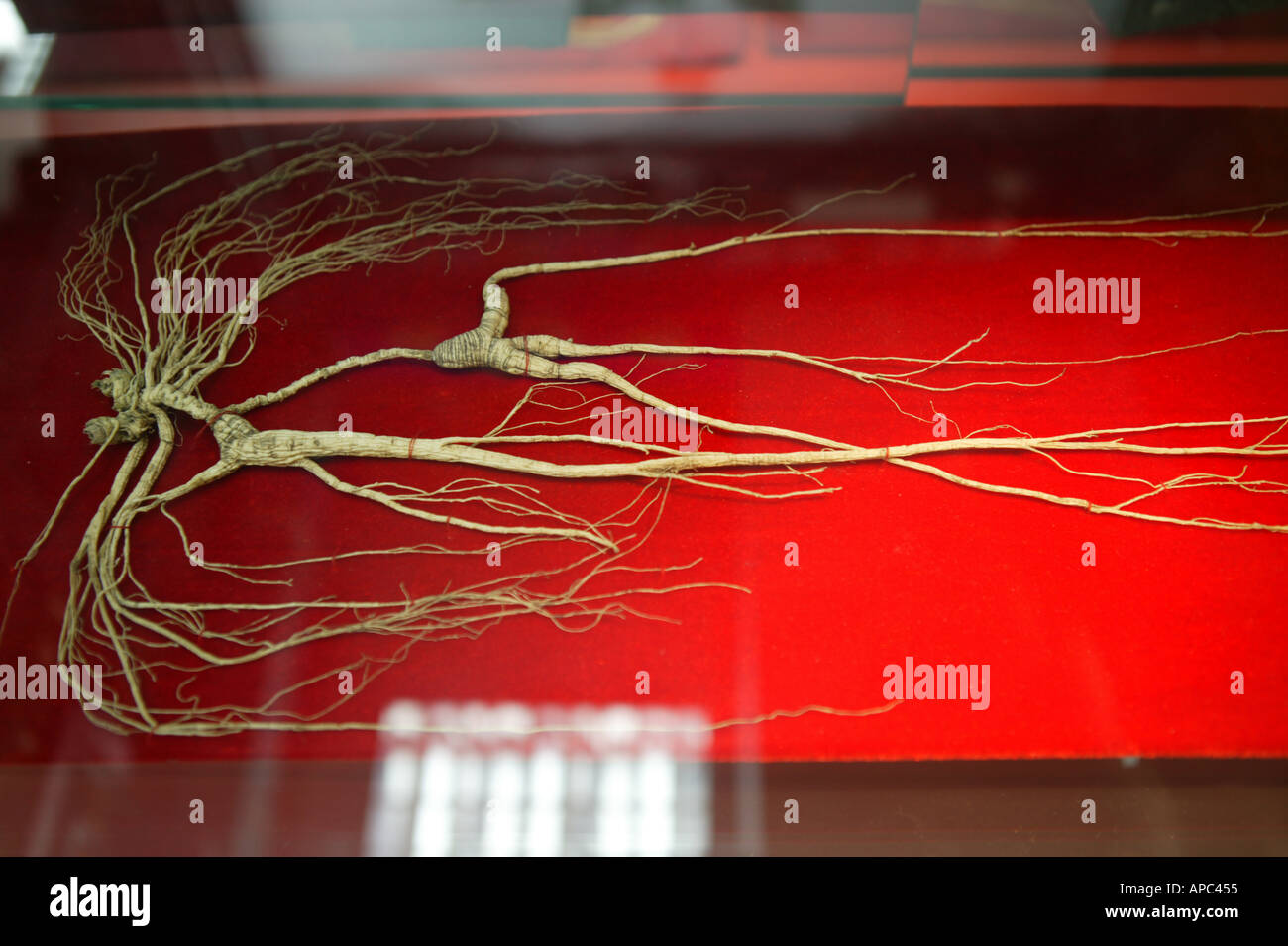 genseng on display Stock Photo - Alamy