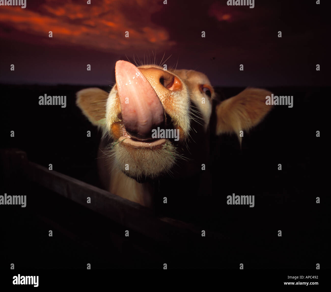 The animal hi-res stock photography and images - Alamy