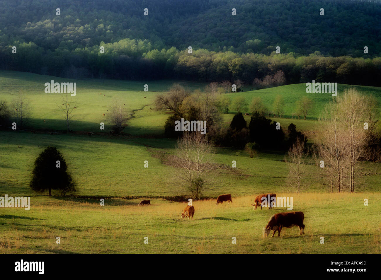 Cows and Hills Stock Photo - Alamy