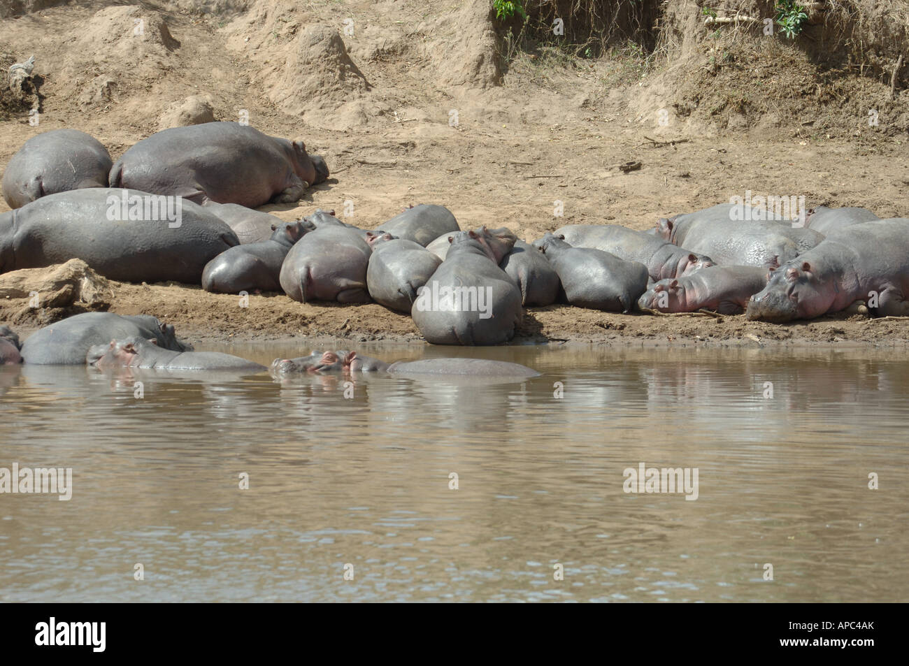 hippos in masai river Kenya Stock Photo - Alamy