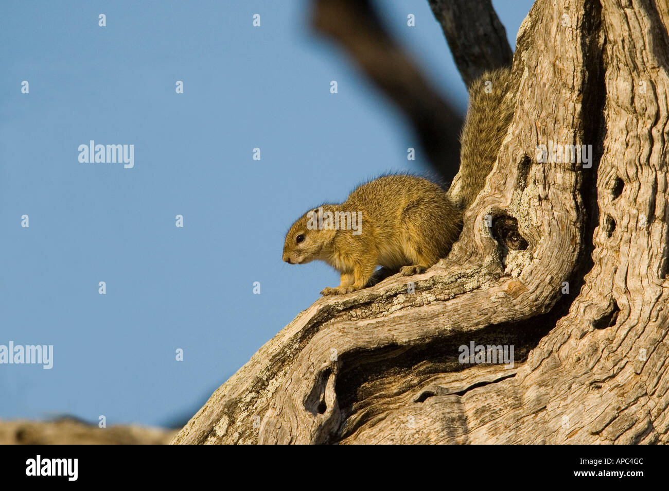 Smith bush squirrel hi-res stock photography and images - Alamy