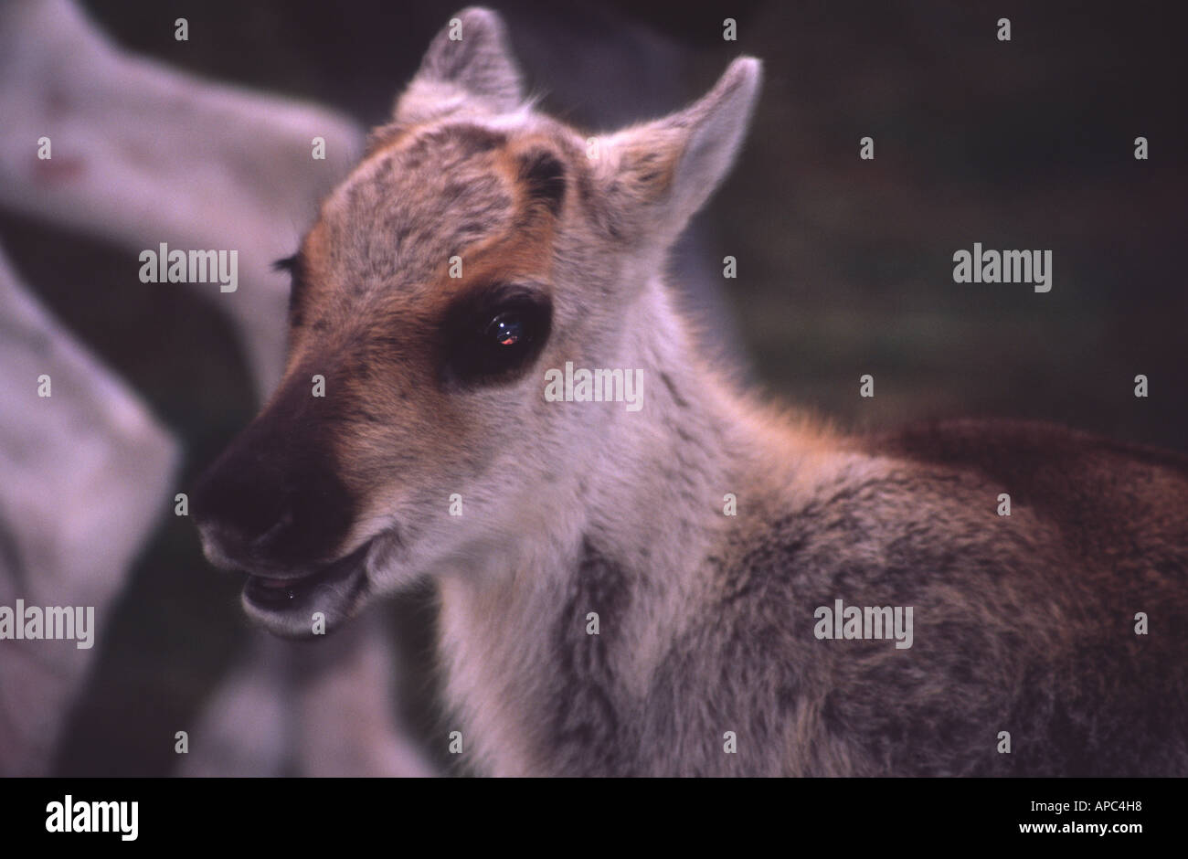 Reindeer marking hi-res stock photography and images - Alamy