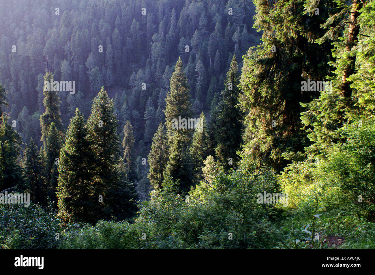 Mukshpuri hi-res stock photography and images - Alamy