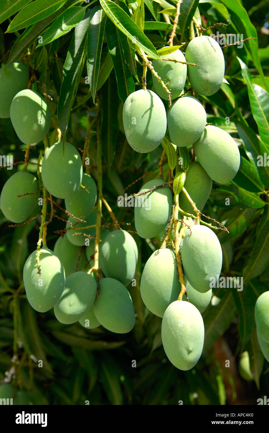 Mango tree mangifera indica fruits hi-res stock photography and images ...