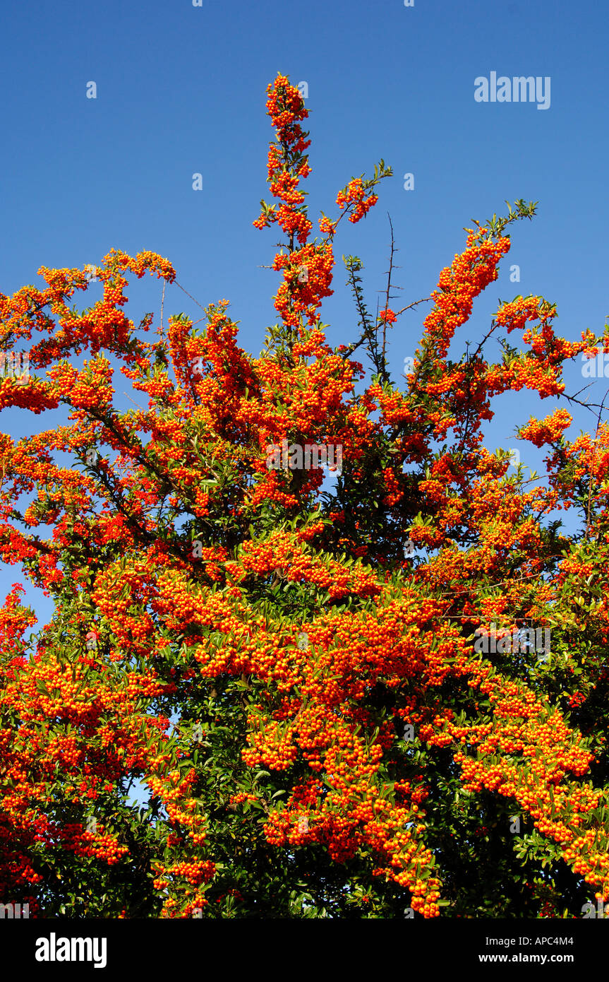 Hippophae rhamnoides garden hi-res stock photography and images - Alamy