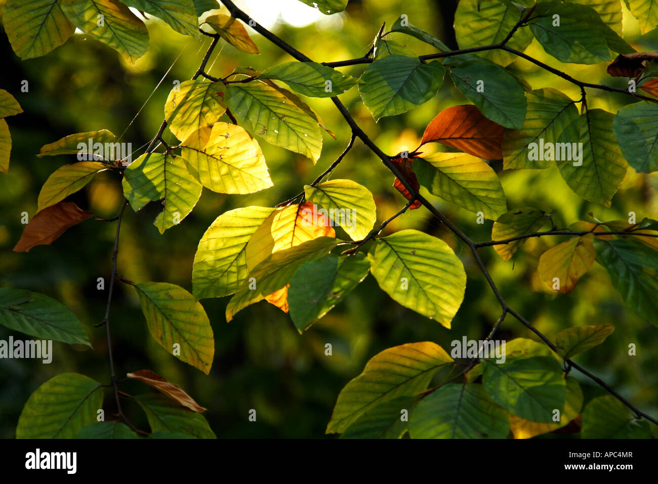 Beech tree leafes in the autumn sunlight Stock Photo - Alamy