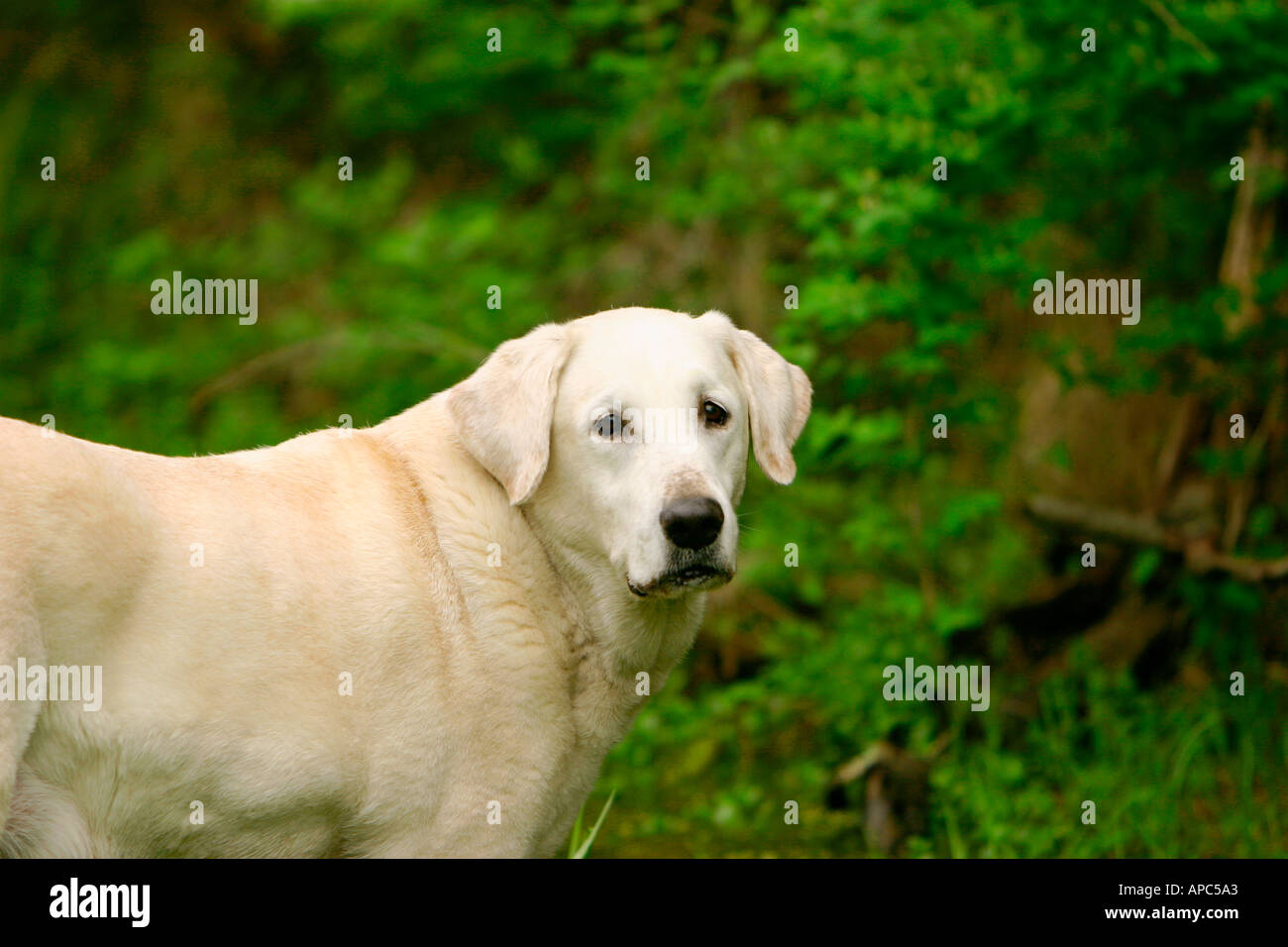 Yellow lab mature dog hi-res stock photography and images - Alamy