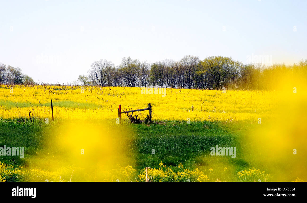 Country field with wild mustard plants growing Stock Photo - Alamy