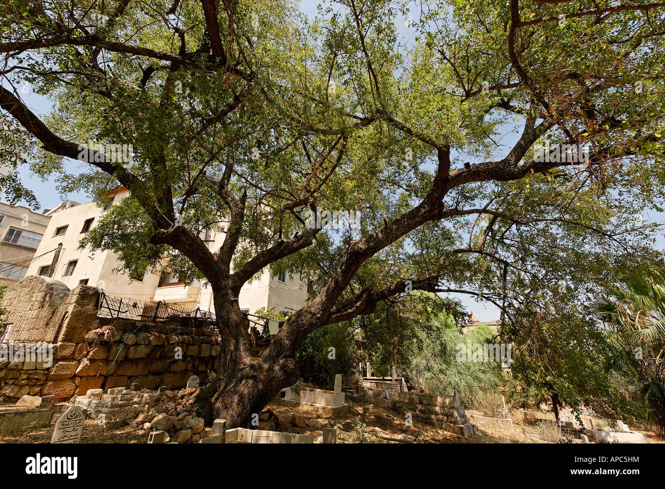 Sachnin High Resolution Stock Photography and Images - Alamy