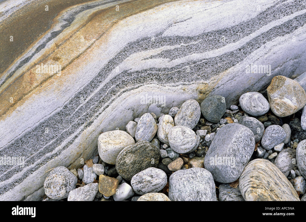 Colored Coloured pebbles and folded, metamorphic rock from gneiss in ...