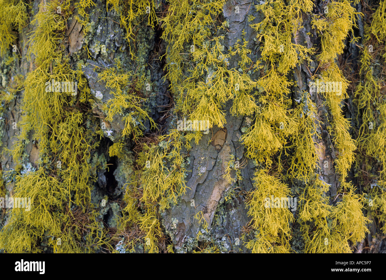 Lichens Usnea filipendula on larch bark Stock Photo - Alamy