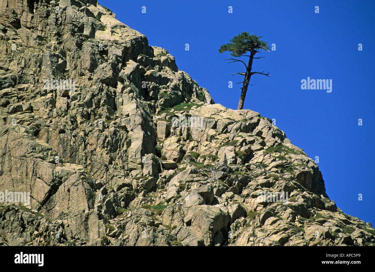 Solitary corsican pine Pinus nigra laricio in the Golo valley Corsica ...