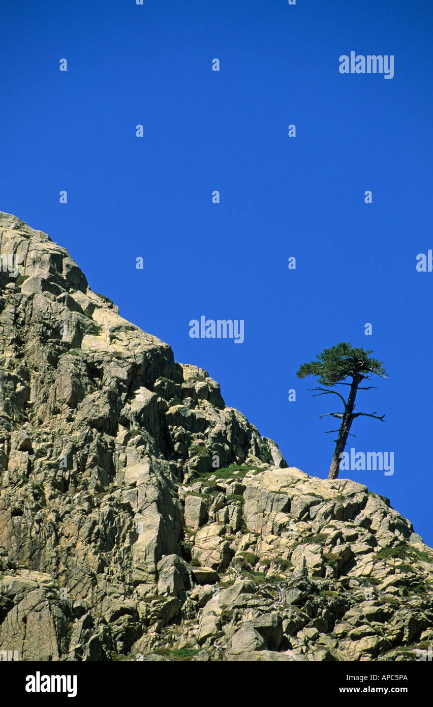 Solitary corsican pine Pinus nigra laricio in the Golo valley Corsica ...