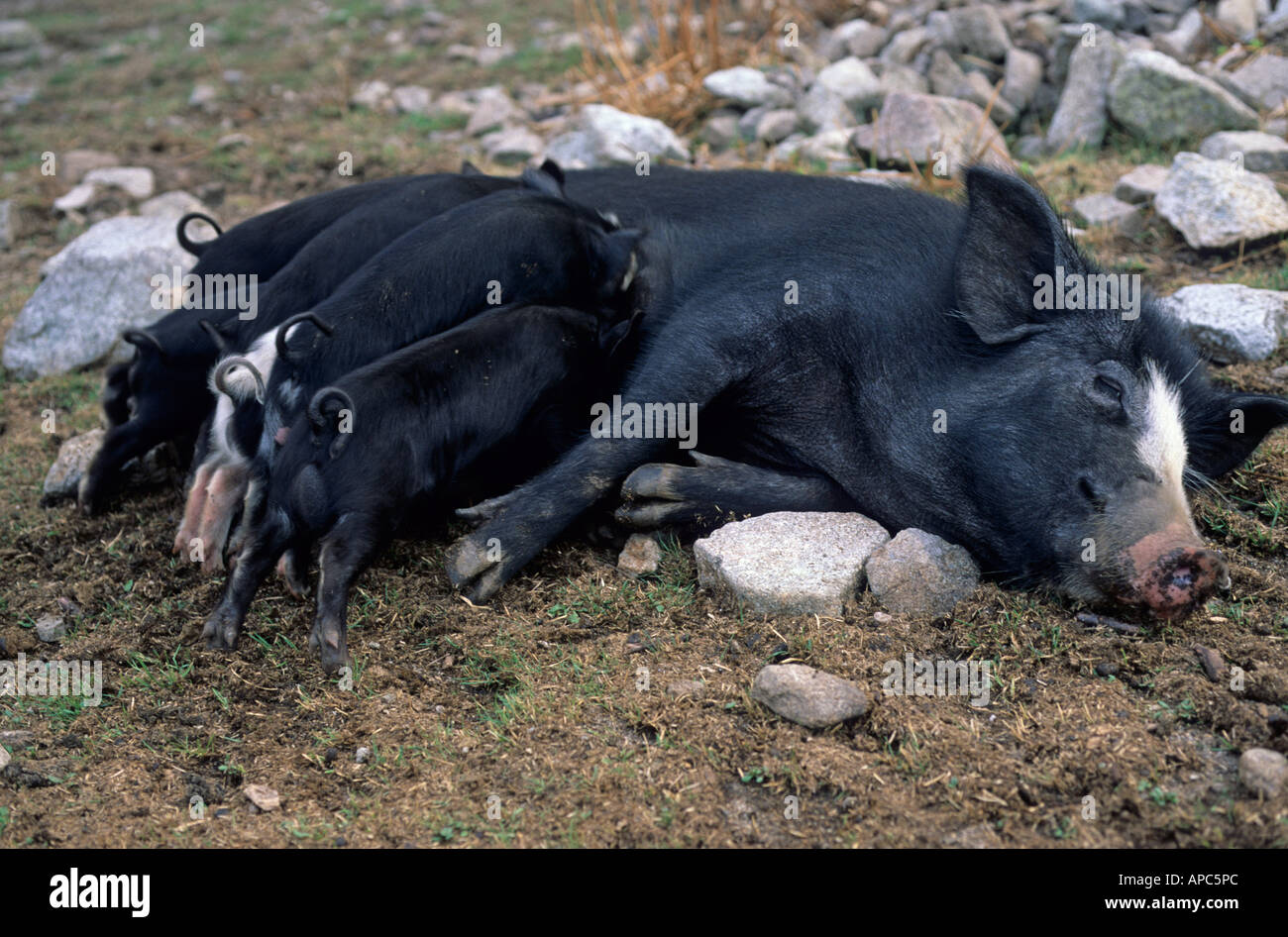 Corsican pigs hi-res stock photography and images - Alamy