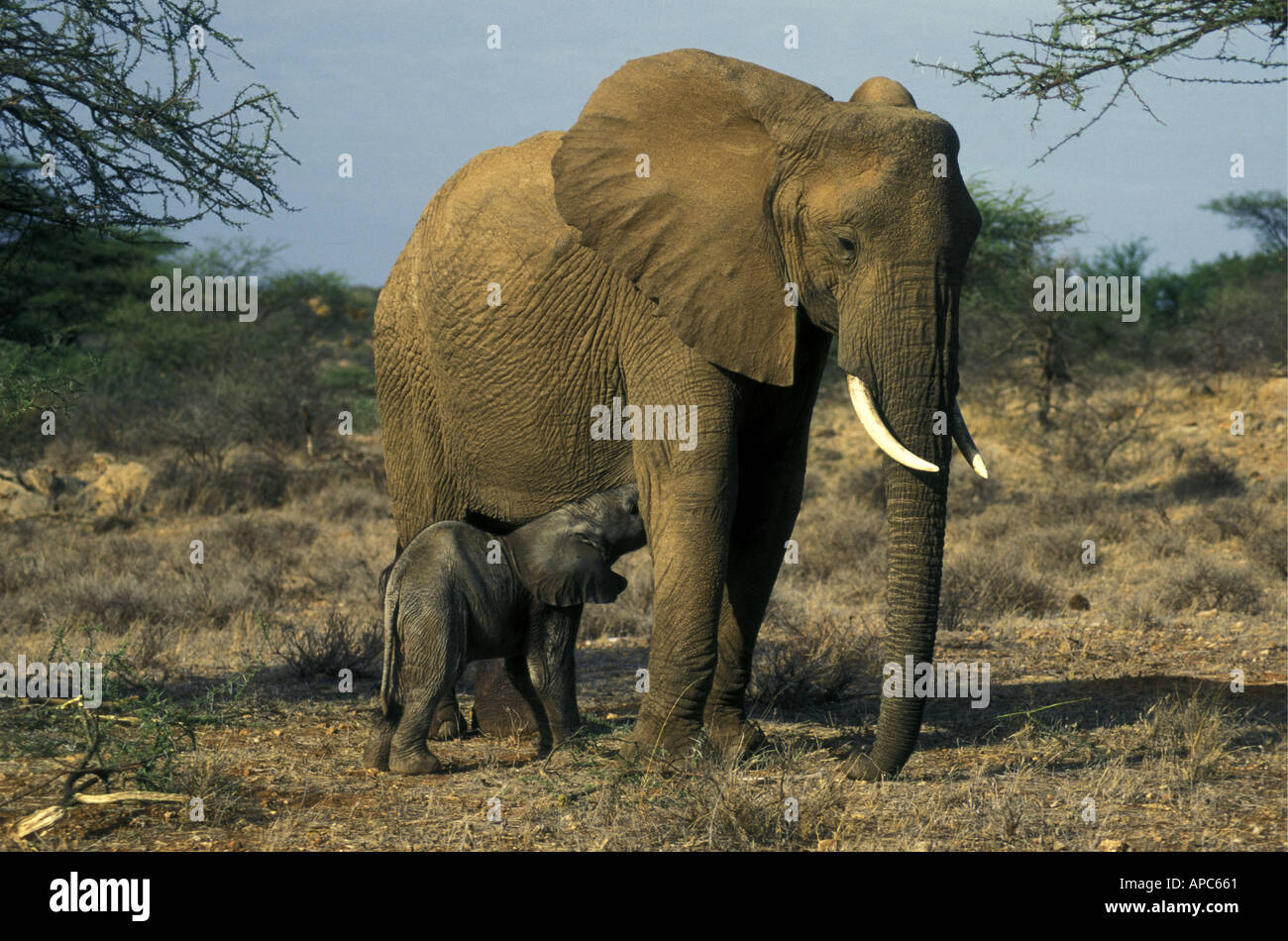 Elephant born hi-res stock photography and images - Alamy