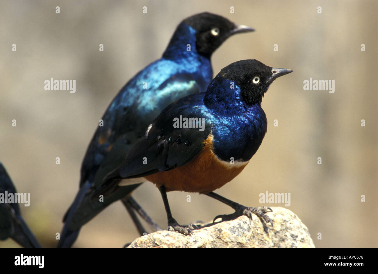 Close up two superb starlings hi-res stock photography and images - Alamy