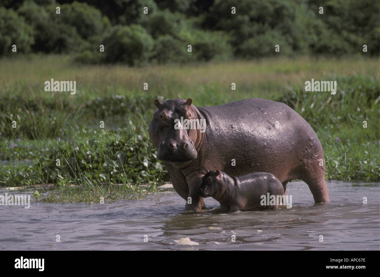 Adult female hippo with her young baby on the edge of the river Nile in ...