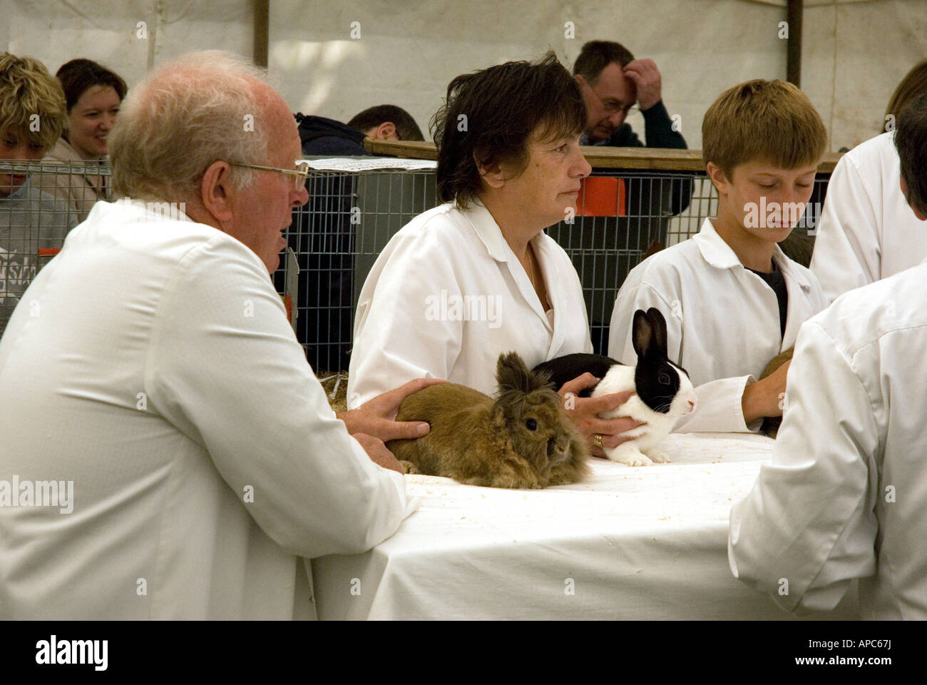 Show rabbits hi-res stock photography and images - Alamy