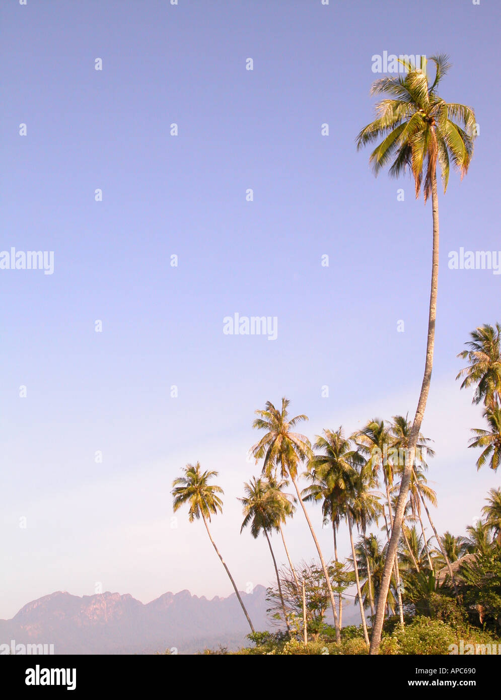 Sunrise on tall coconut trees with Chinchang mountains in distance ...